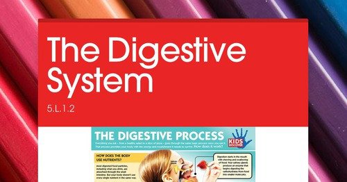 The Digestive System | Smore Newsletters